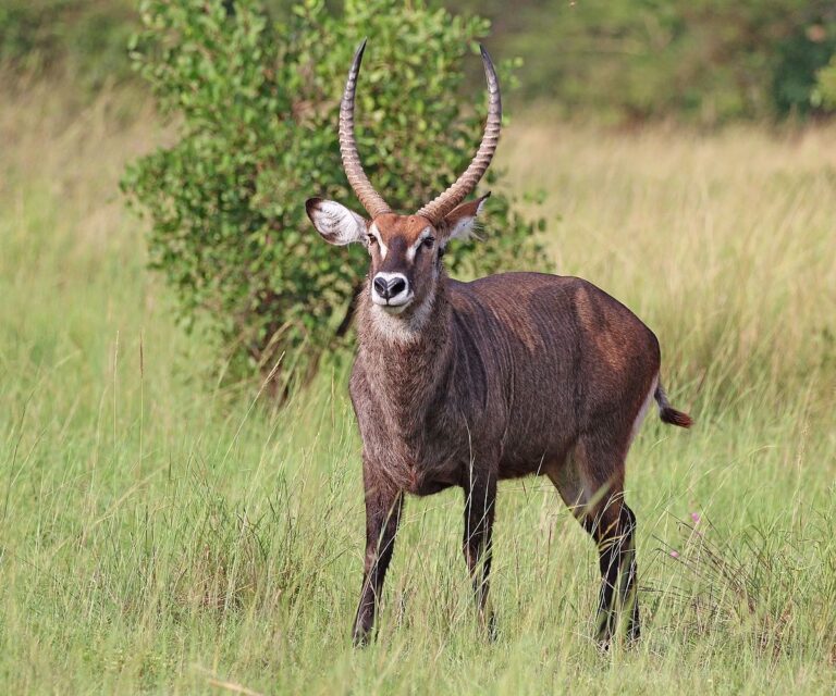 Top 20 Most Popular Wild Animals In Uganda